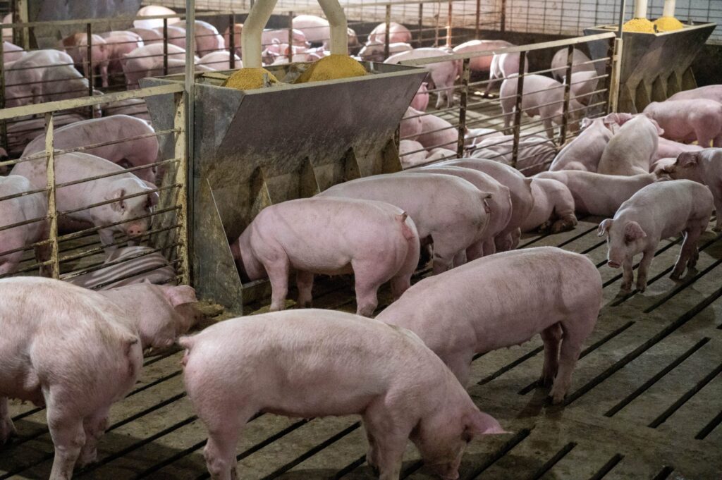 Low and high feed efficiency grower-finisher pigs fed three different ...